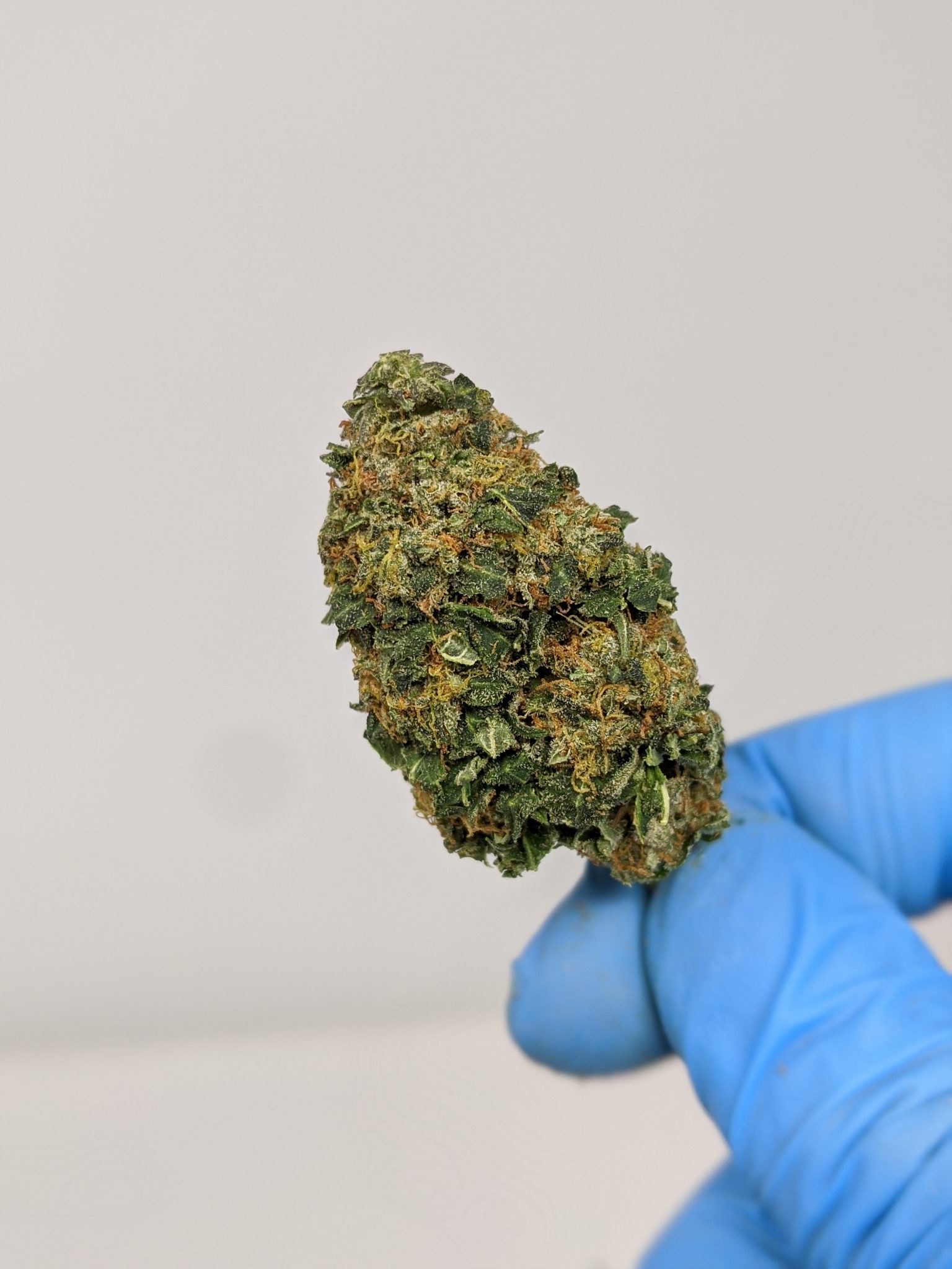 Buy Orange Crush (AAA-) - Buy Weed Online | Mail Order Marijuana | Top ...