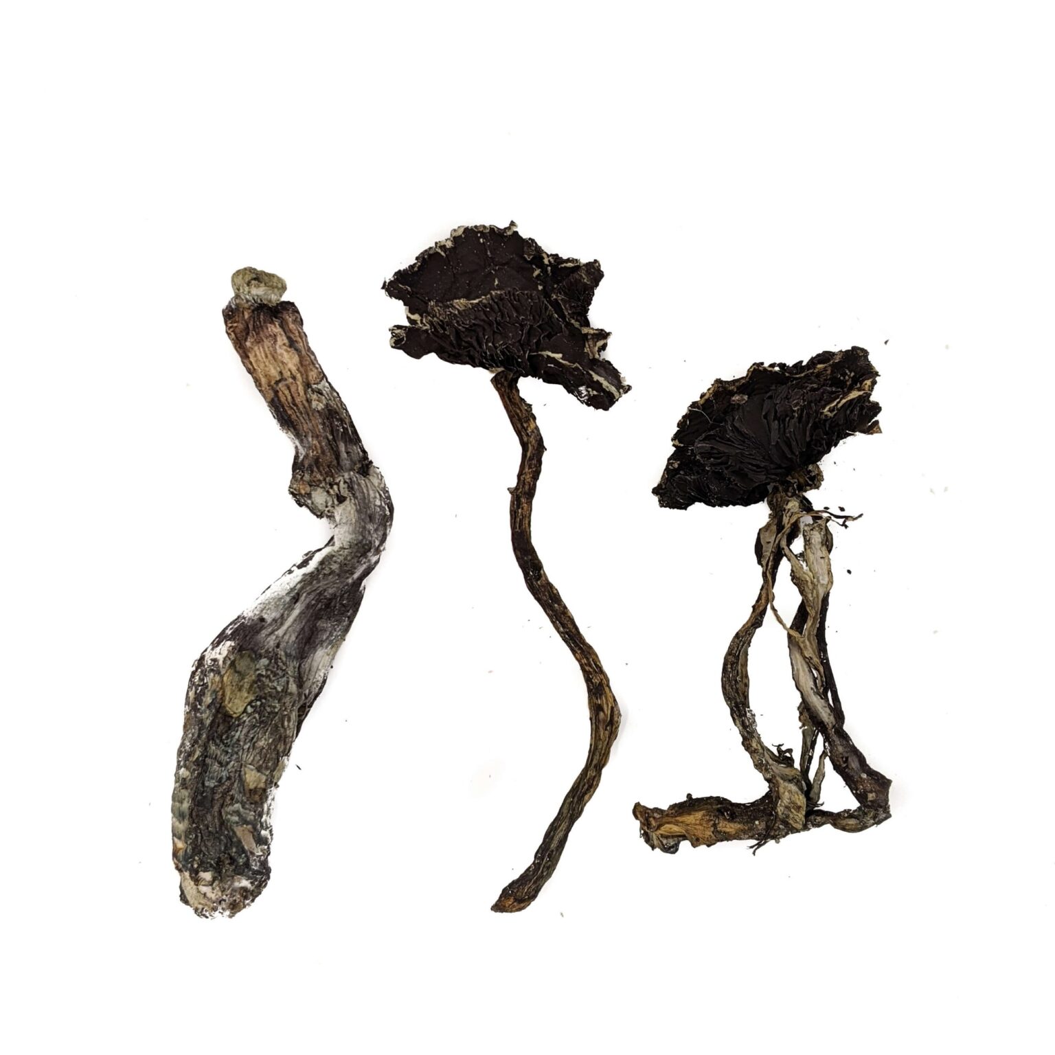 Buy Amazonian Cubensis Magic Mushrooms Online At Top Shelf BC